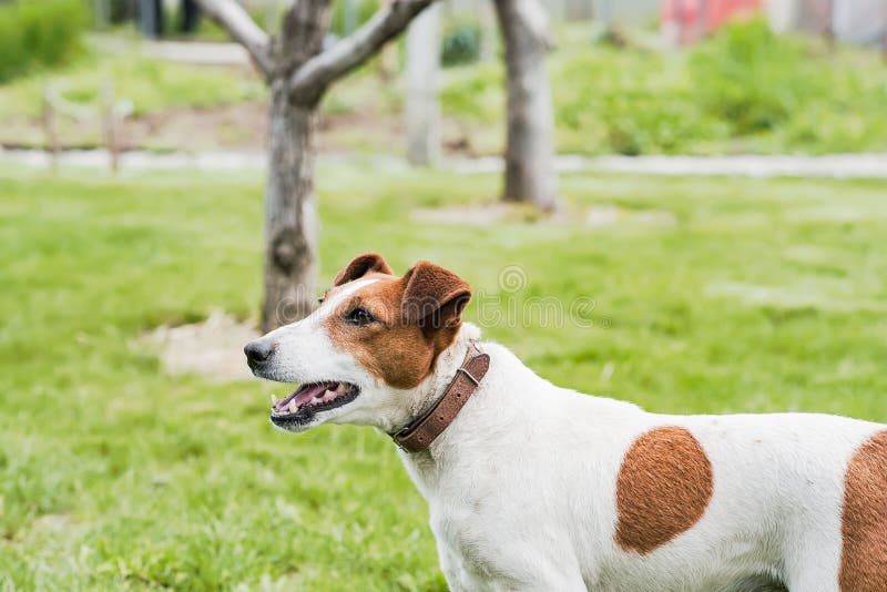 Smooth Fox Terrier Sitting in a Grass Stock Image - Image of furry ...