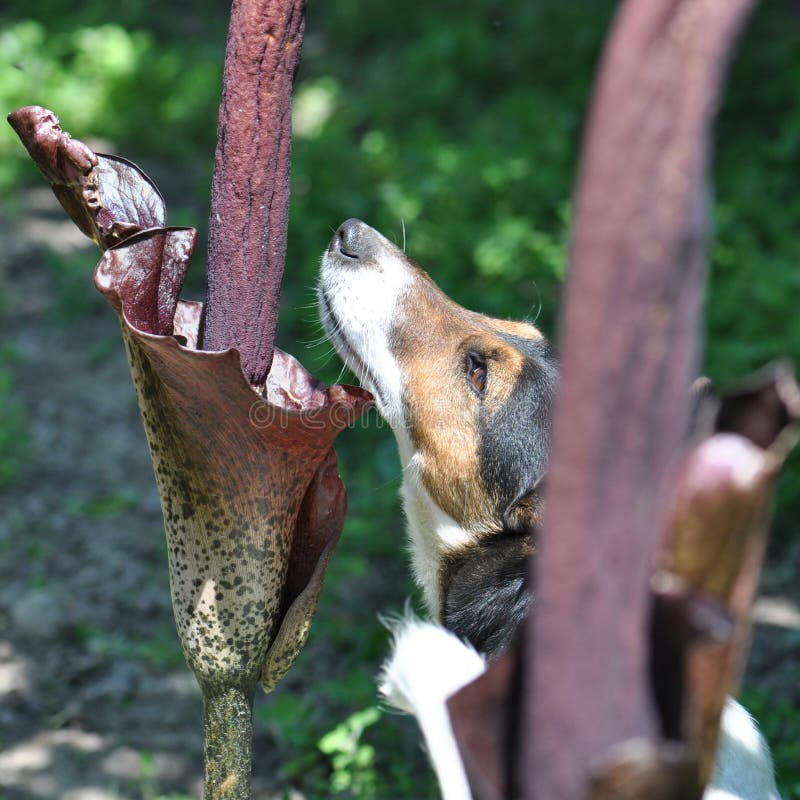 Fox Smelling Flower Stock Photos - Free & Royalty-Free Stock Photos ...