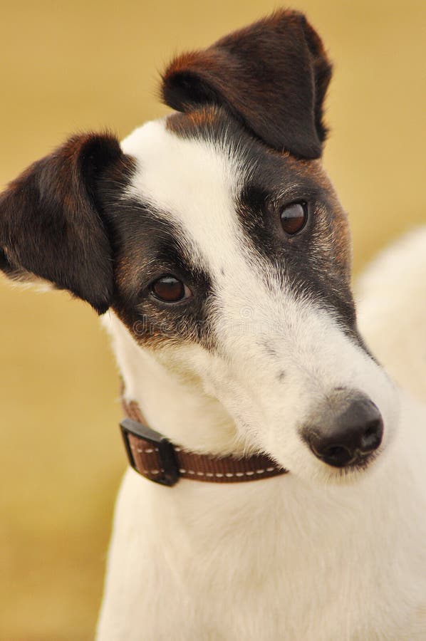 Smooth Fox Terrier in the Spring Stock Photo - Image of portrait, cute ...