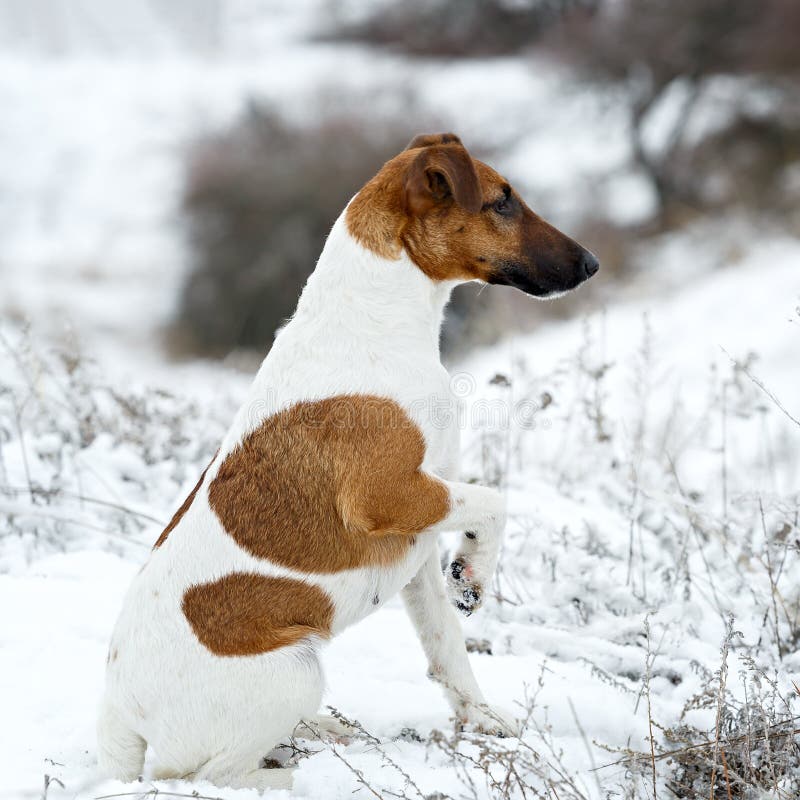 Smooth Fox Terrier Standing in the Rack on a Flat Snow Surface. Stock ...