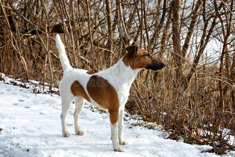 Smooth Fox Terrier Standing in the Rack on a Flat Snow Surface. Stock ...