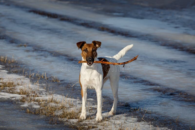 Smooth Fox Terrier Standing with Stick in His Mouth Stock Image - Image ...