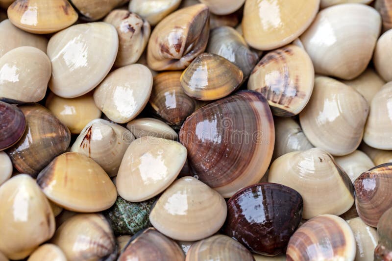 Enamel Venus Shell Striped Clams Stock Photos - Free & Royalty-Free ...