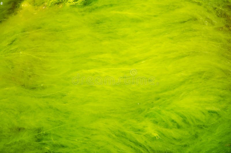 Smooth green seaweed stock photo. Image of beach, yellow - 55558368