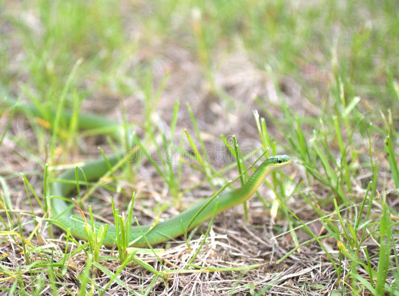 Smooth Green Snake in Grass Stock Photo - Image of habitat, opheodrys ...