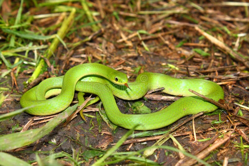 Baby Smooth Green Snake