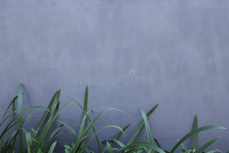 Smooth Grey Background with Copy Space on Top and Green Plant, Grass in ...