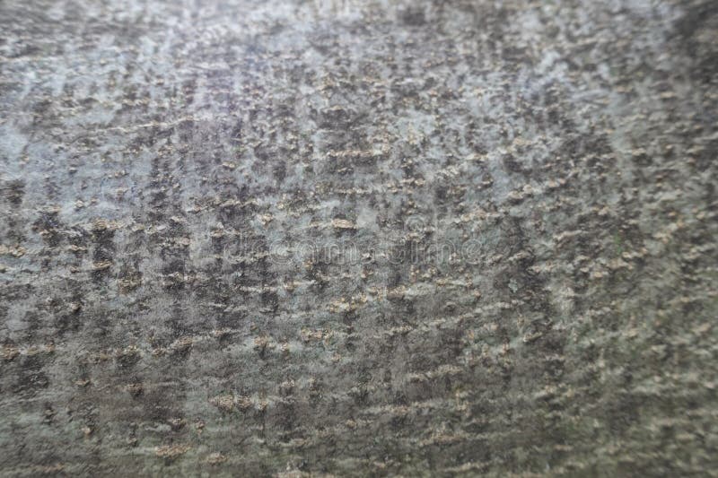 Smooth Grey Bark of Walnut Tree Stock Photo - Image of macro, botany ...