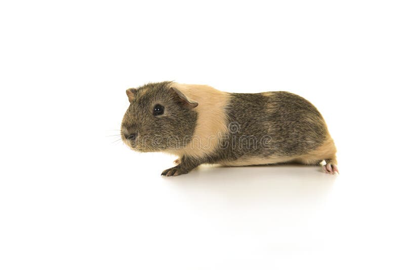 Guinea Pig Side View On White Stock Photo - Image of rodent, guinea ...