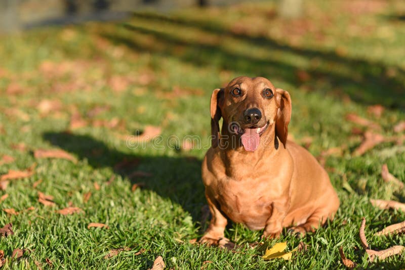 Smooth-haired Red Jolly Dachshund Sits on the Green Grass in the Park ...
