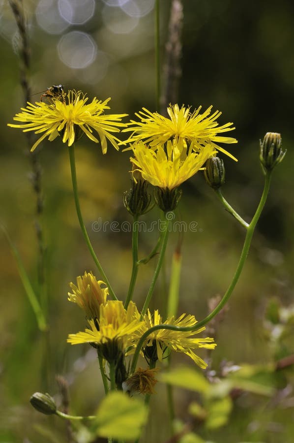 Smooth Hawksbeard stock photo. Image of yellow, composite - 185949944