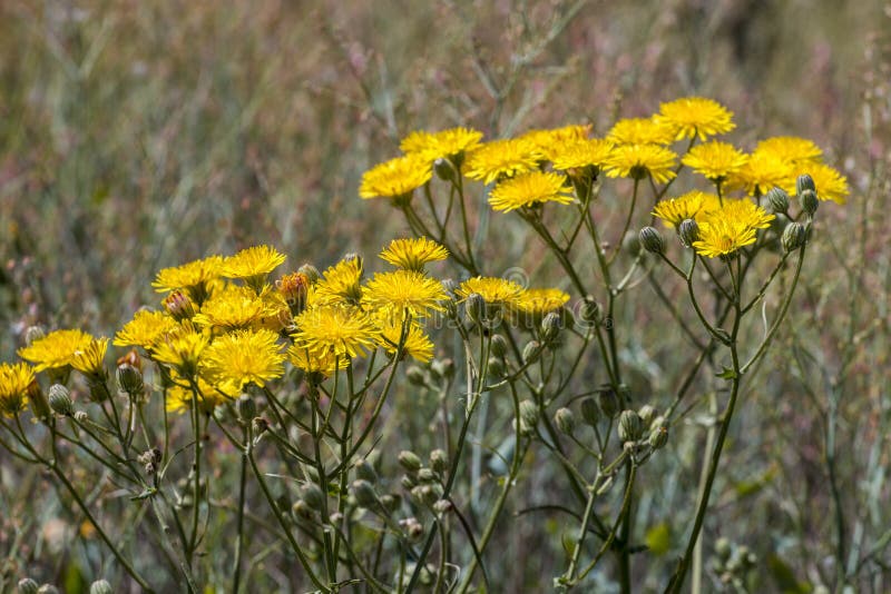 Smooth hawksbeard flower stock image. Image of wild, plant - 90922375
