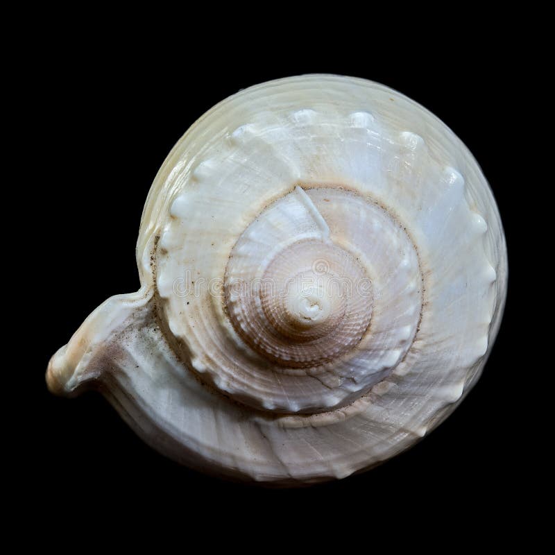 Smooth Helmet Shell Phalium Glaucum on Black Background Stock Image ...