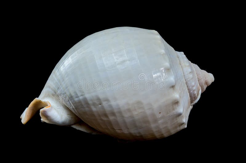 Smooth Helmet Shell Phalium Glaucum Black Background Stock Photos ...