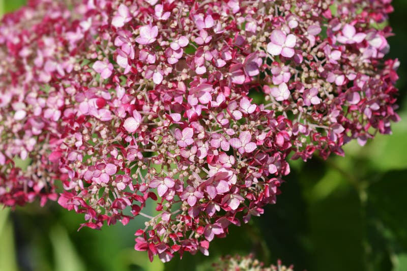 Smooth Hydrangea Pink Annabelle Stock Photo - Image of wild, latin ...