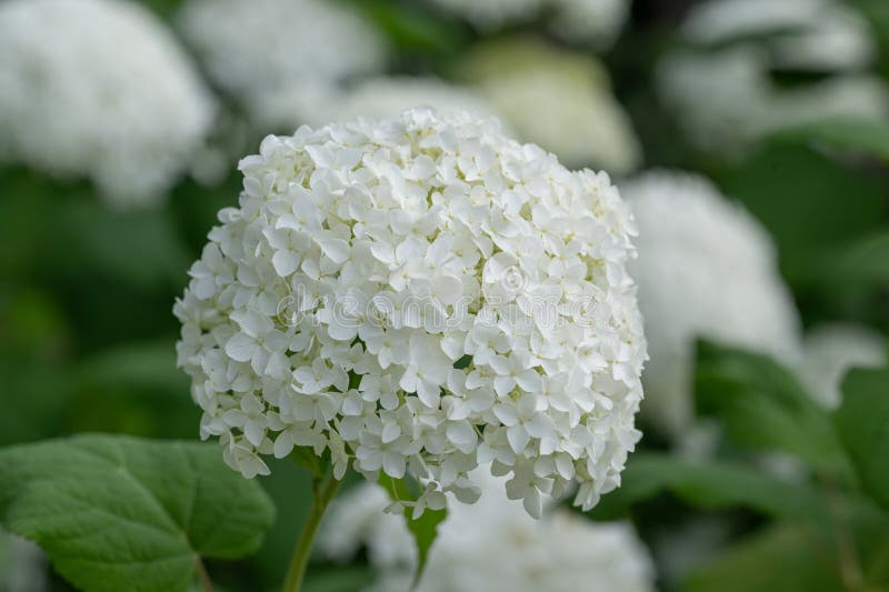 Smooth Hydrangea Arborescens Annabelle, Big White Flower Stock Photo ...