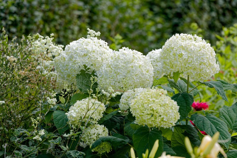 Smooth Hydrangea (Hydrangea Arborescens) Stock Photo - Image of ...