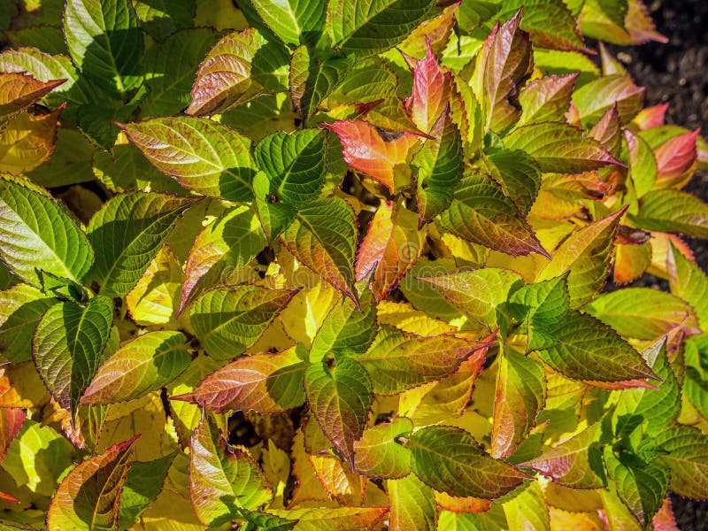 Smooth Hydrangea Leaves in Fall Time Stock Image - Image of nature ...