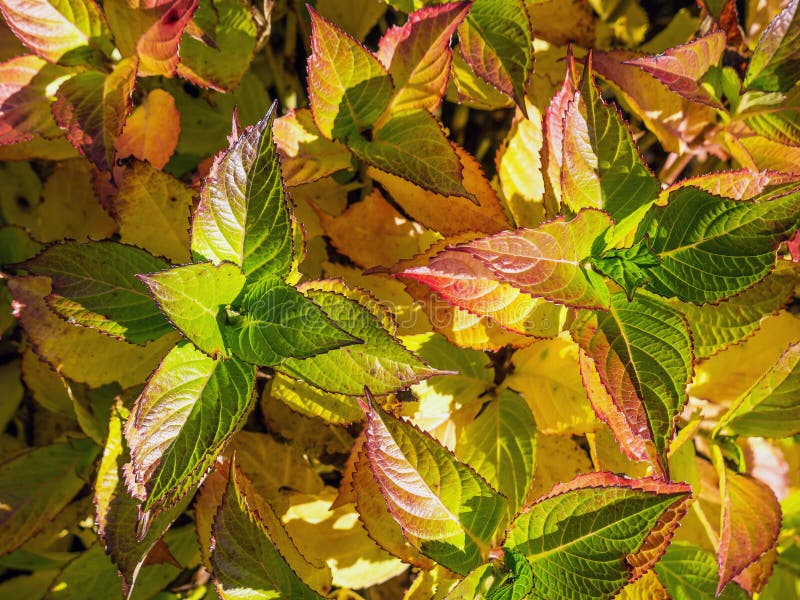 Smooth Hydrangea Leaves in Fall Time Stock Photo - Image of shrub ...
