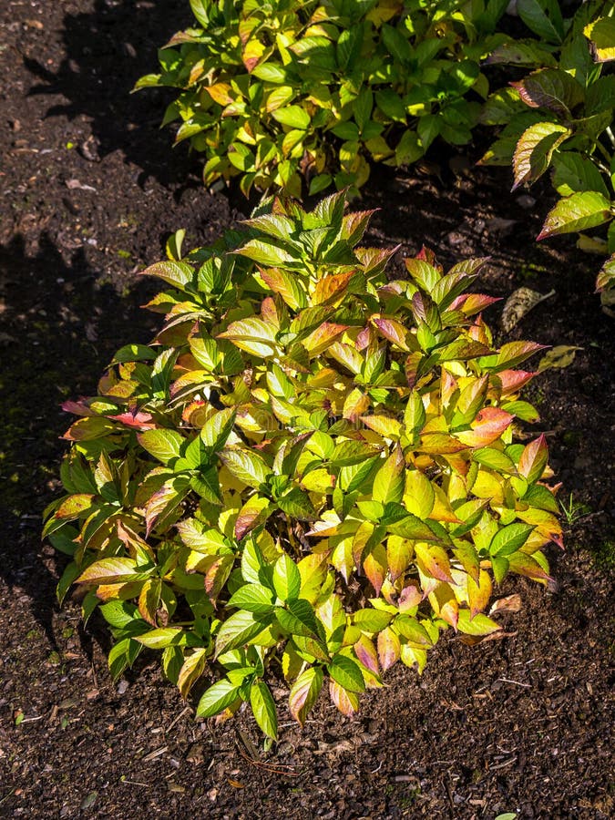 Smooth Hydrangea Leaves in Fall Time Stock Photo - Image of twig ...