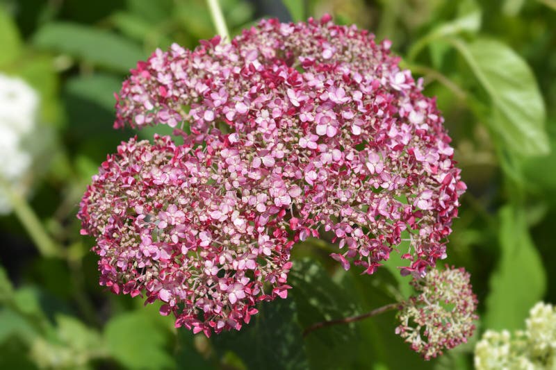 Smooth Hydrangea Pink Annabelle Stock Photo - Image of name, tree ...