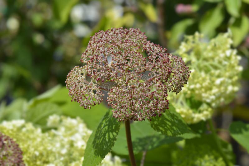 Smooth Hydrangea Pink Annabelle Stock Image - Image of hydrangea ...
