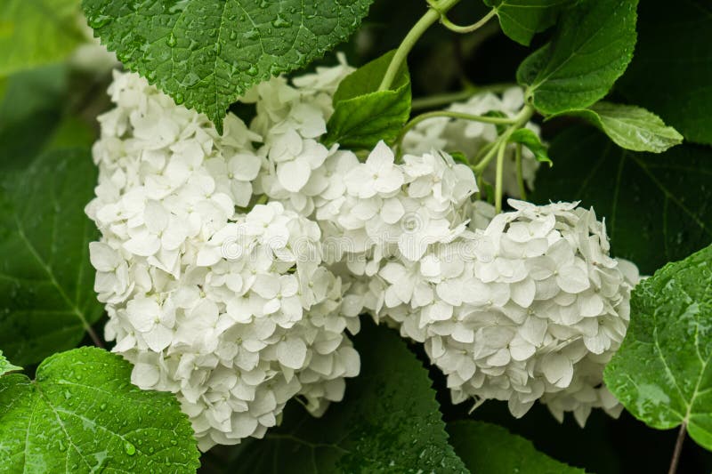 Smooth Hydrangea is a Species of Flowering Plant in the Family ...