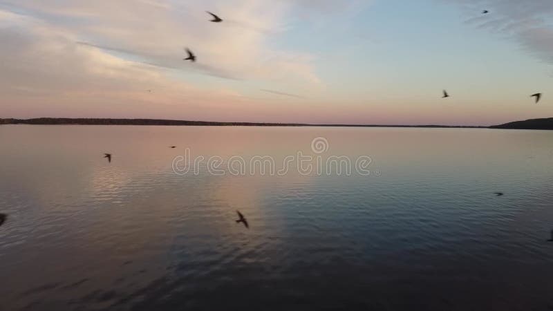 Smooth Lake Water with Reflected Dramatic Pink Clouds and Swallows in ...