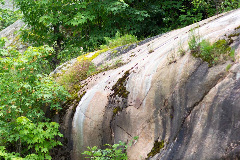 Smooth Large Boulder in the Summer Forest Stock Image - Image of wild ...