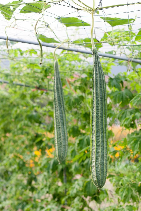 Smooth loofah stock image. Image of crop, nutritious - 50160049