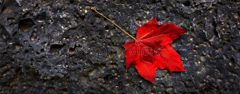 Smooth Maple Leaf on Rough Textured Rock Surface Stock Image - Image of ...