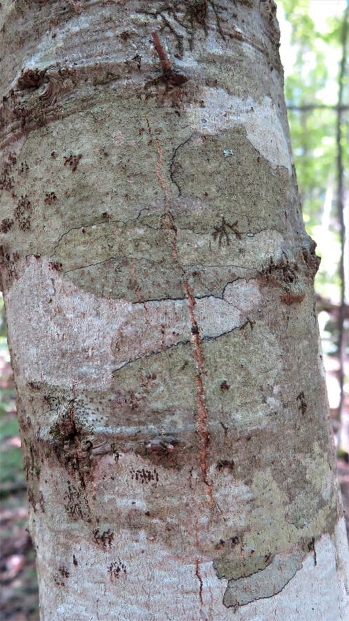 Smooth Mottled Tree Bark Detail Stock Image - Image of tree, gray ...