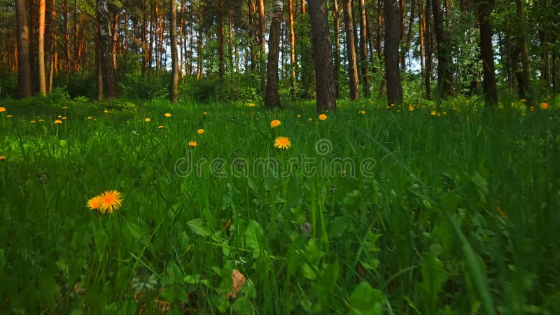 Smooth Movement on the Grass in a Forest Clearing with Dandelions Stock ...