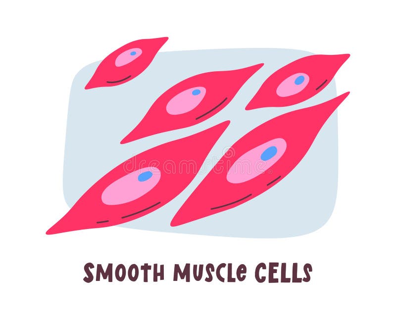 Smooth Muscle Tissue Stock Illustrations – 821 Smooth Muscle Tissue ...