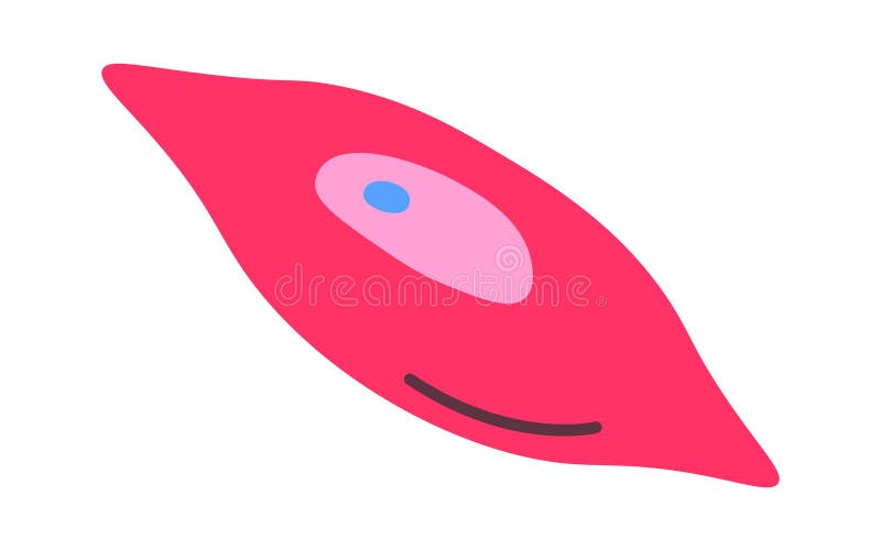 Smooth Muscle Tissue Stock Illustrations – 830 Smooth Muscle Tissue ...