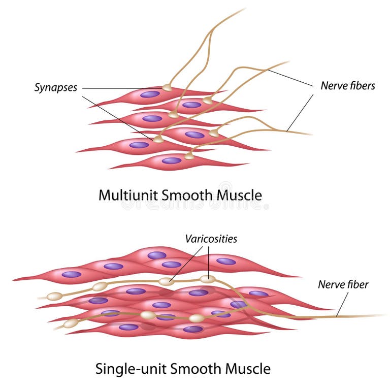 Smooth Muscle Cell Stock Illustrations – 666 Smooth Muscle Cell Stock ...