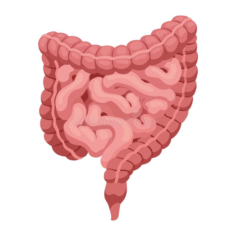 Smooth Muscles Tissue with Specific Function. Medical Poster Design ...