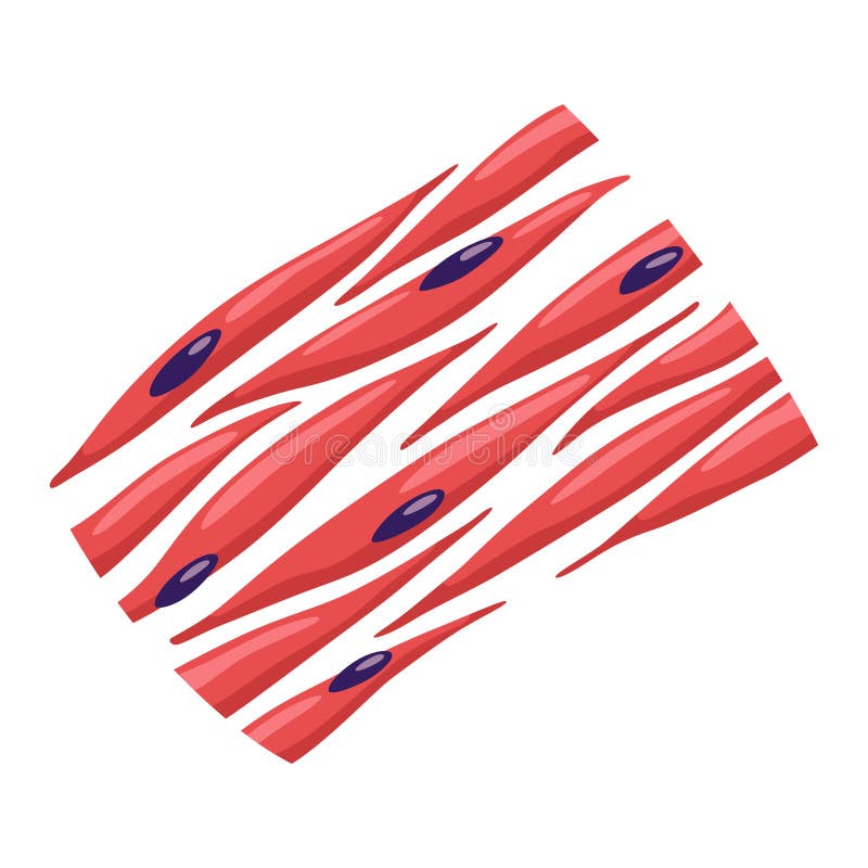 Smooth Muscles Tissue with Specific Function. Medical Poster Design ...