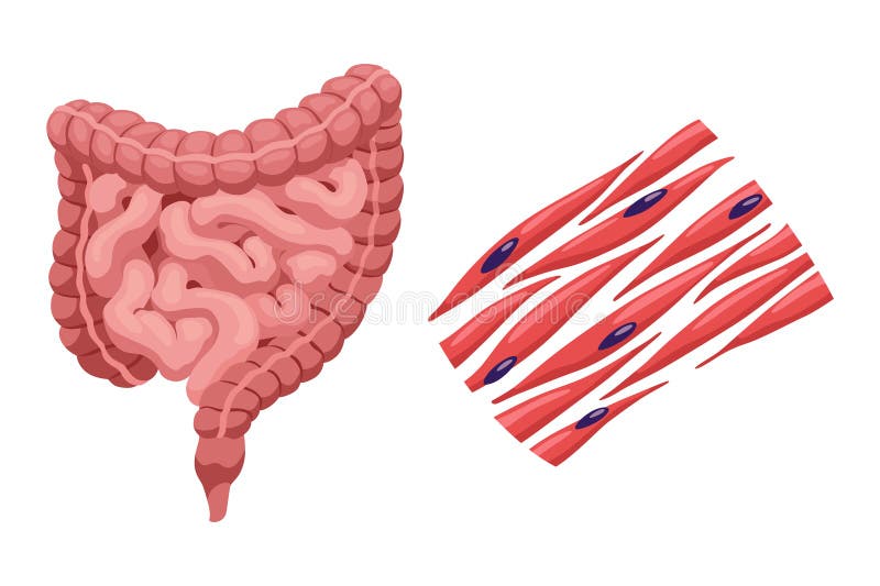 Smooth Muscles Tissue with Specific Function. Medical Poster Design ...