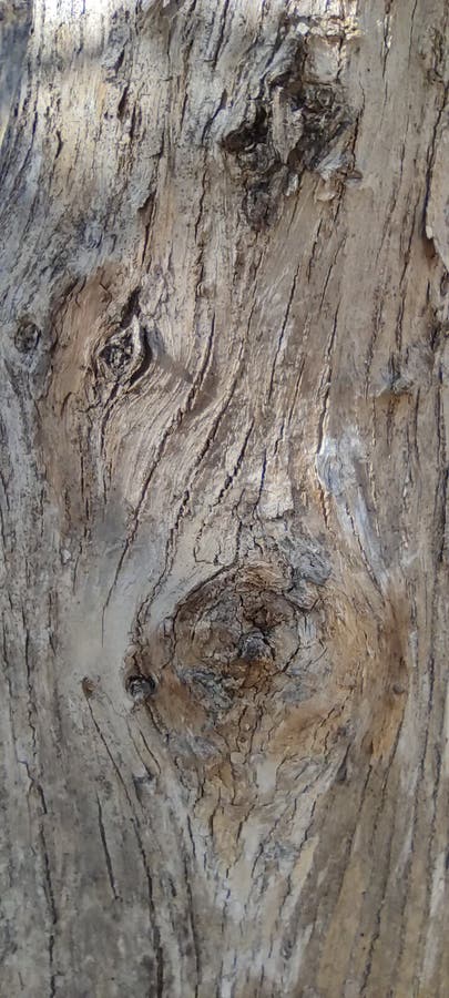 Smooth Natural Tree Trunk Texture Stock Photo - Image of plank ...