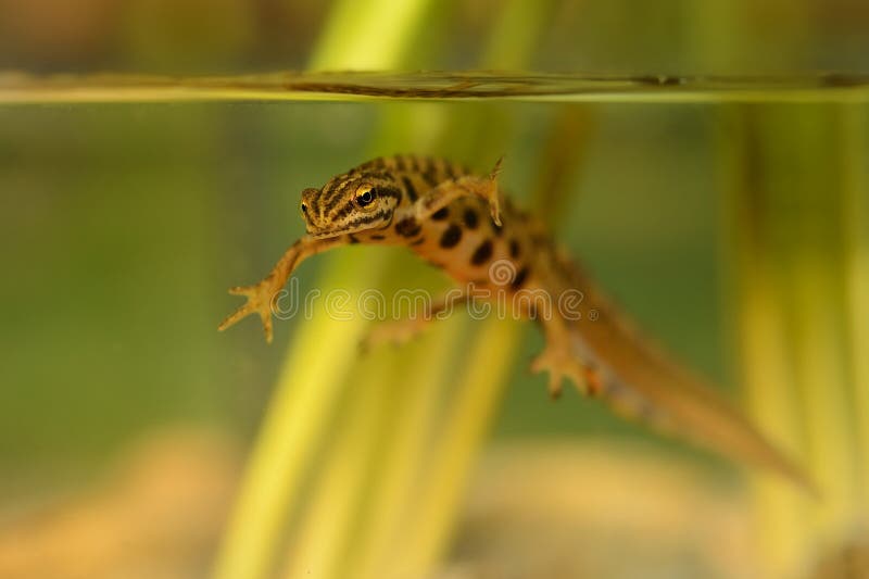 Smooth Newt Nymph Triturus Vulgaris Swimming in the Water. Green ...