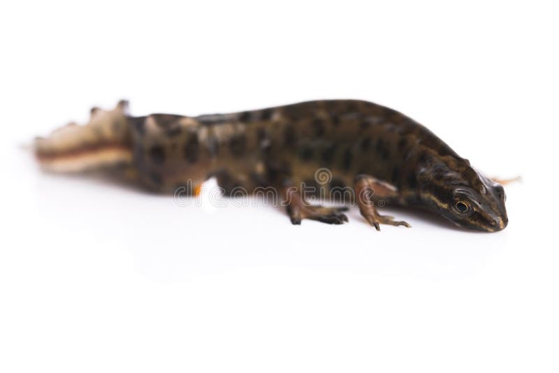 Smooth Newt Skull and Spine Stock Photo - Image of background, biology ...