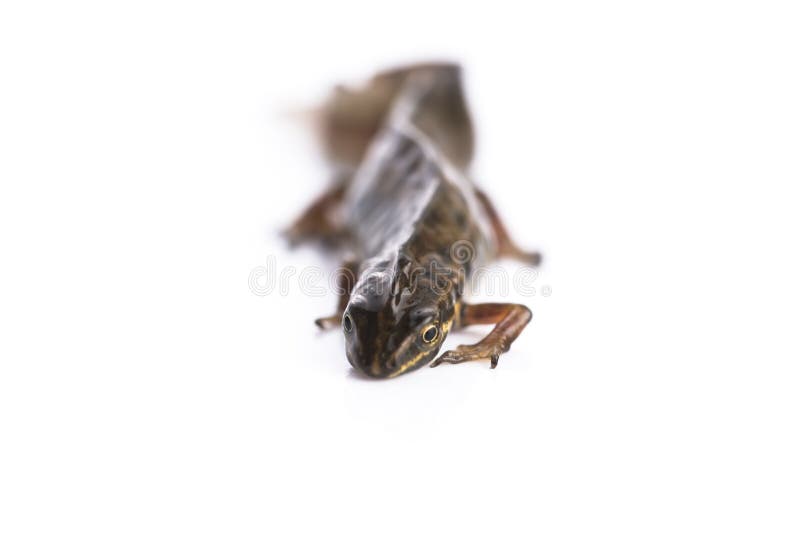 Smooth Newt Skull and Spine Stock Photo - Image of background, biology ...