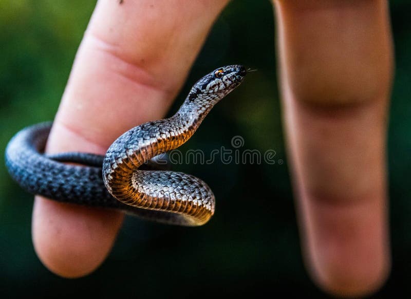 Smooth ormen arkivfoto. Bild av matning, well, vecka - 78940396