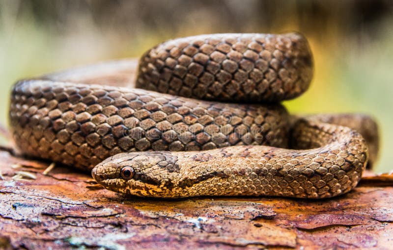 Smooth ormen arkivfoto. Bild av matning, kanon, vecka - 78940396