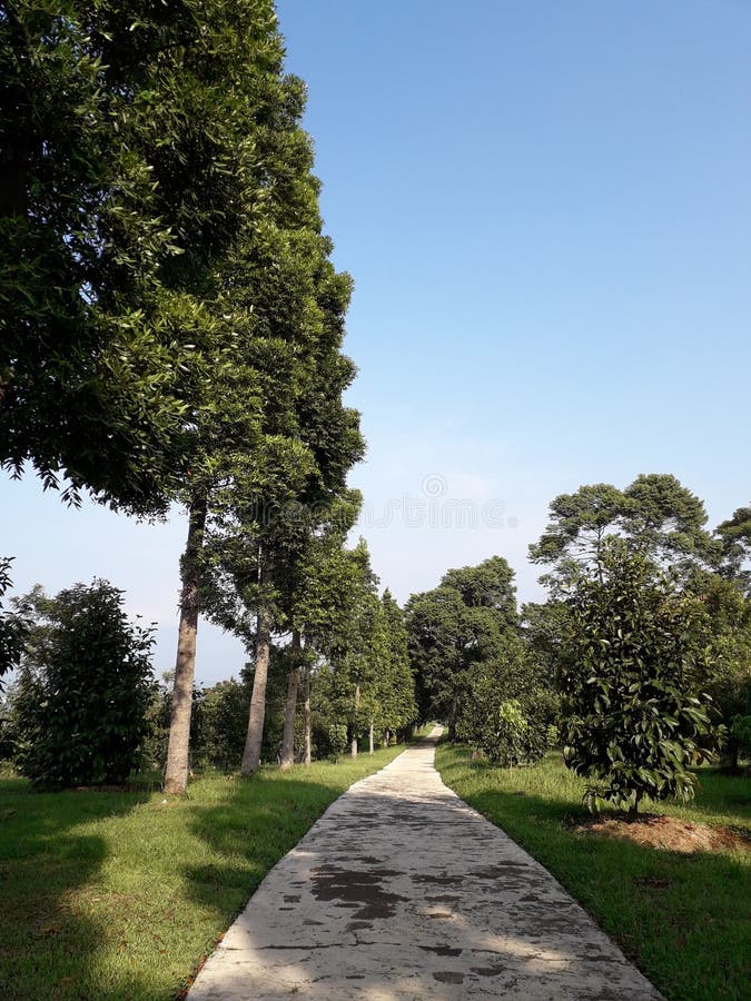 A Smooth Path in the Middle of the Peak Forest Stock Photo - Image of ...