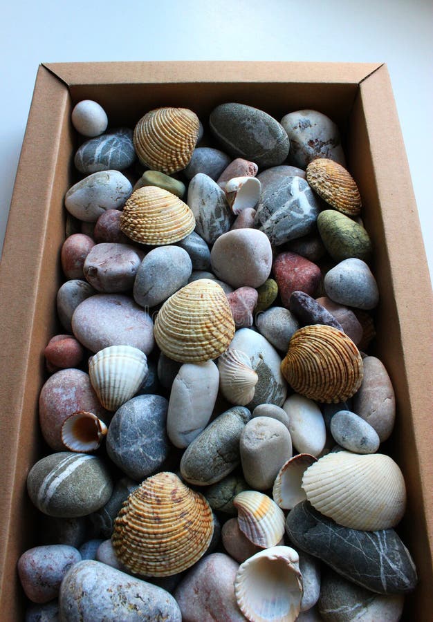 Smooth Pebble Rocks and Shells Inside a Craft Cardboard Box for ...