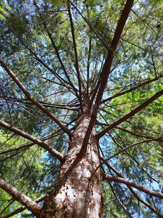 Smooth Pine (Pinus Strobus) Trunk and Branches Photographed from Below ...