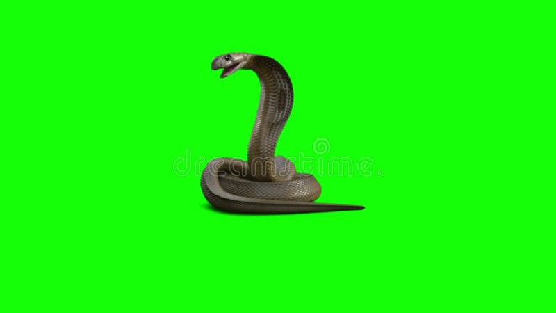 Gray Snake Crawling Animation on Green Screen Exotic Serpent Movement ...