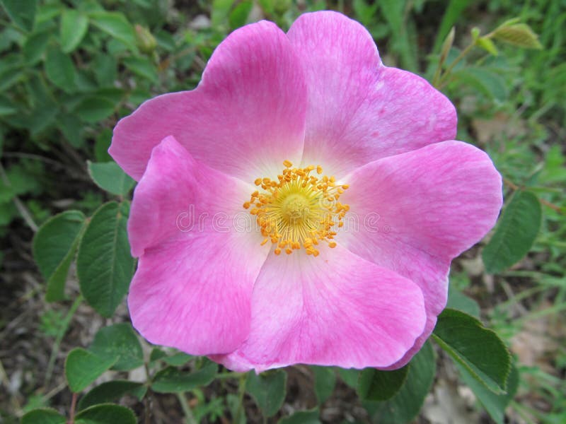 Smooth Rose with Hoverfly stock image. Image of park - 305089845